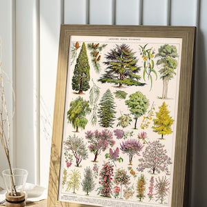 Set of 2 Vintage Tree Botanical Print, Millot Poster, Vintage Tree ...