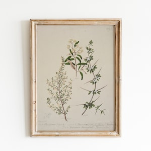Set of 6 Botanical Print, Set of 6 Vintage Prints, Set of 6 Botanical ...