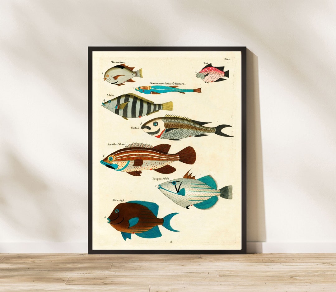 Vintage Fish Print, Fish Poster, Vintage Fishing Wall Art, Vintage ...