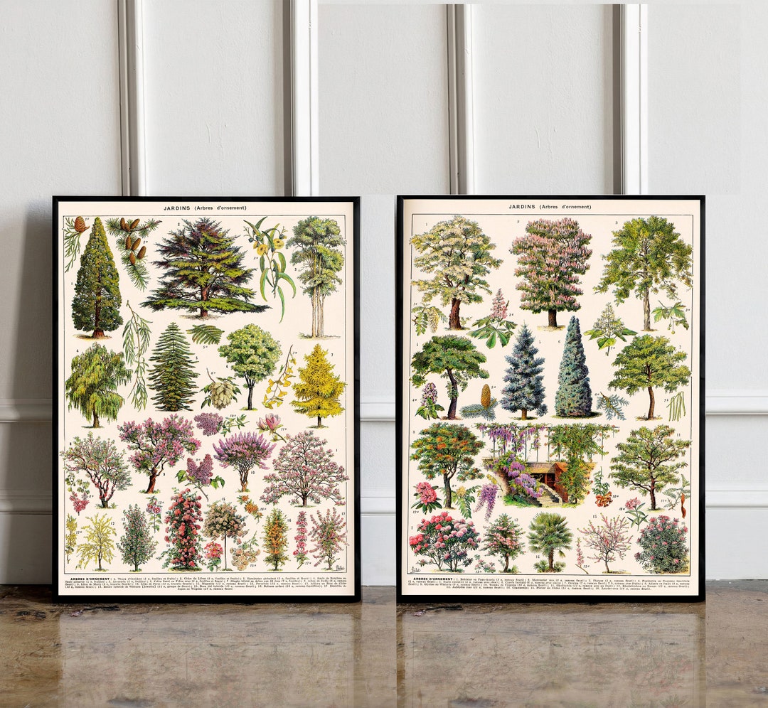 Set of 2 Vintage Tree Botanical Print, Millot Poster, Vintage Tree ...