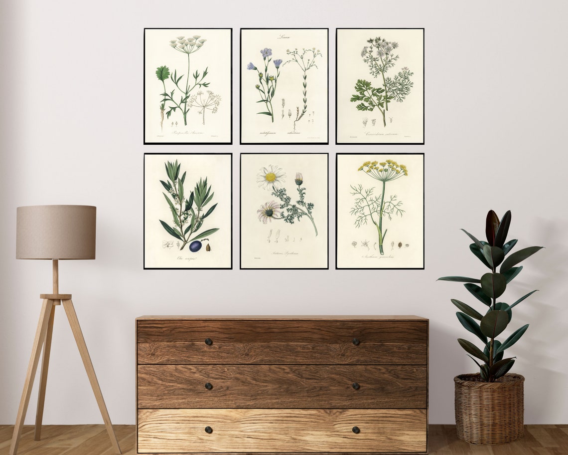 Set of 6 Botanical Print Set of 6 Vintage Prints Set of 6 - Etsy