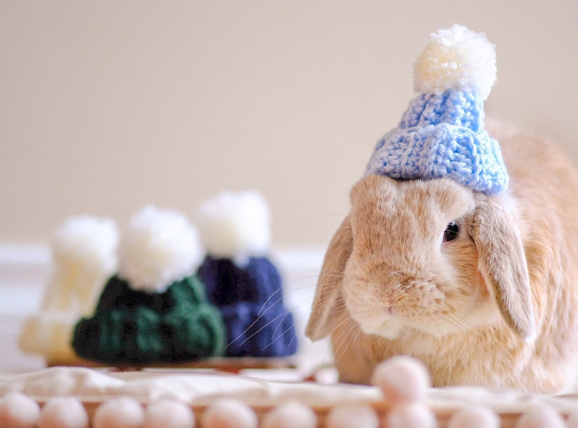 Bunny Beanie for Lop-eared Rabbits - Etsy