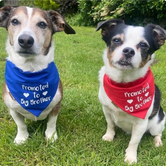Dog bandanas slide on collar store