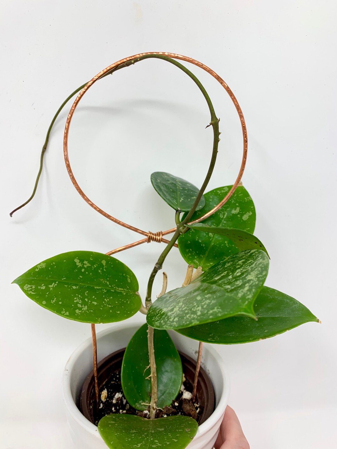 Hand Hammered & Wire Wrapped Copper Houseplant Plant Hoya Trellis - Etsy