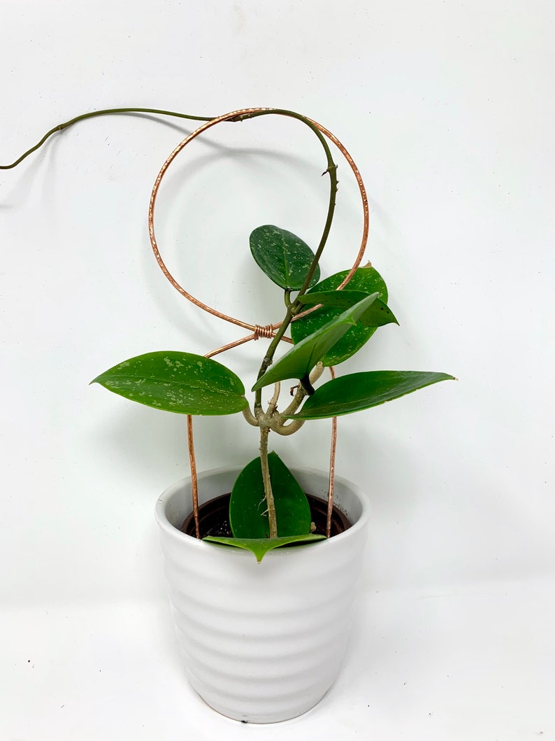 Hand Hammered & Wire Wrapped Copper Houseplant Plant Hoya Trellis - Etsy