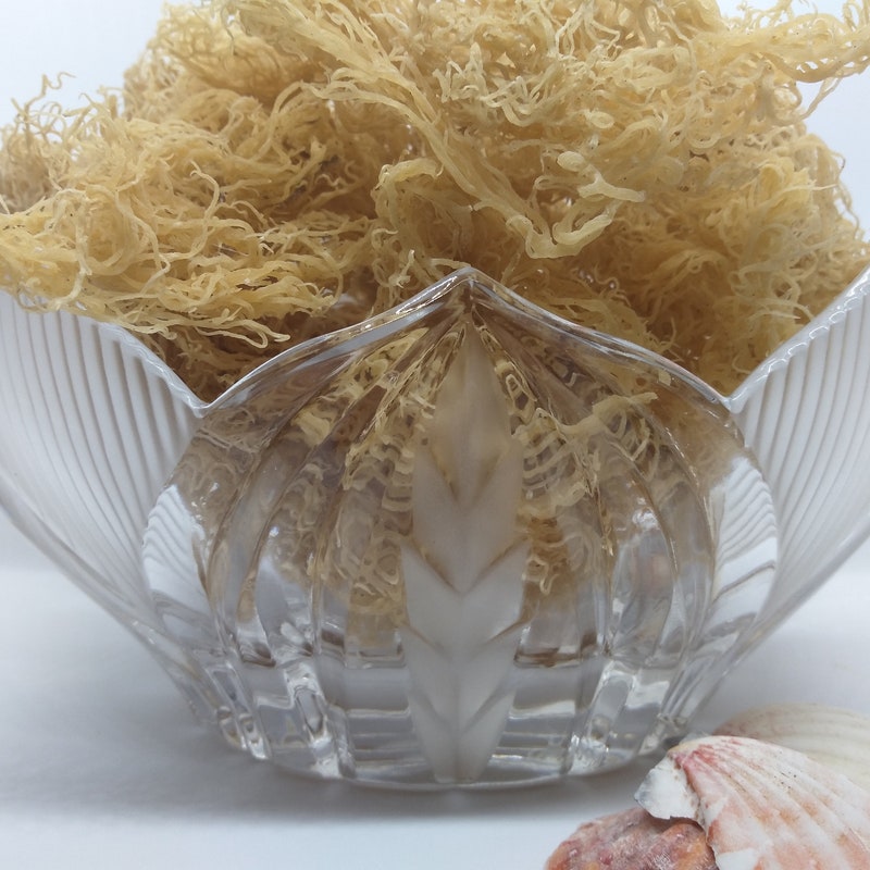 Wild Crafted Irish Moss - Etsy