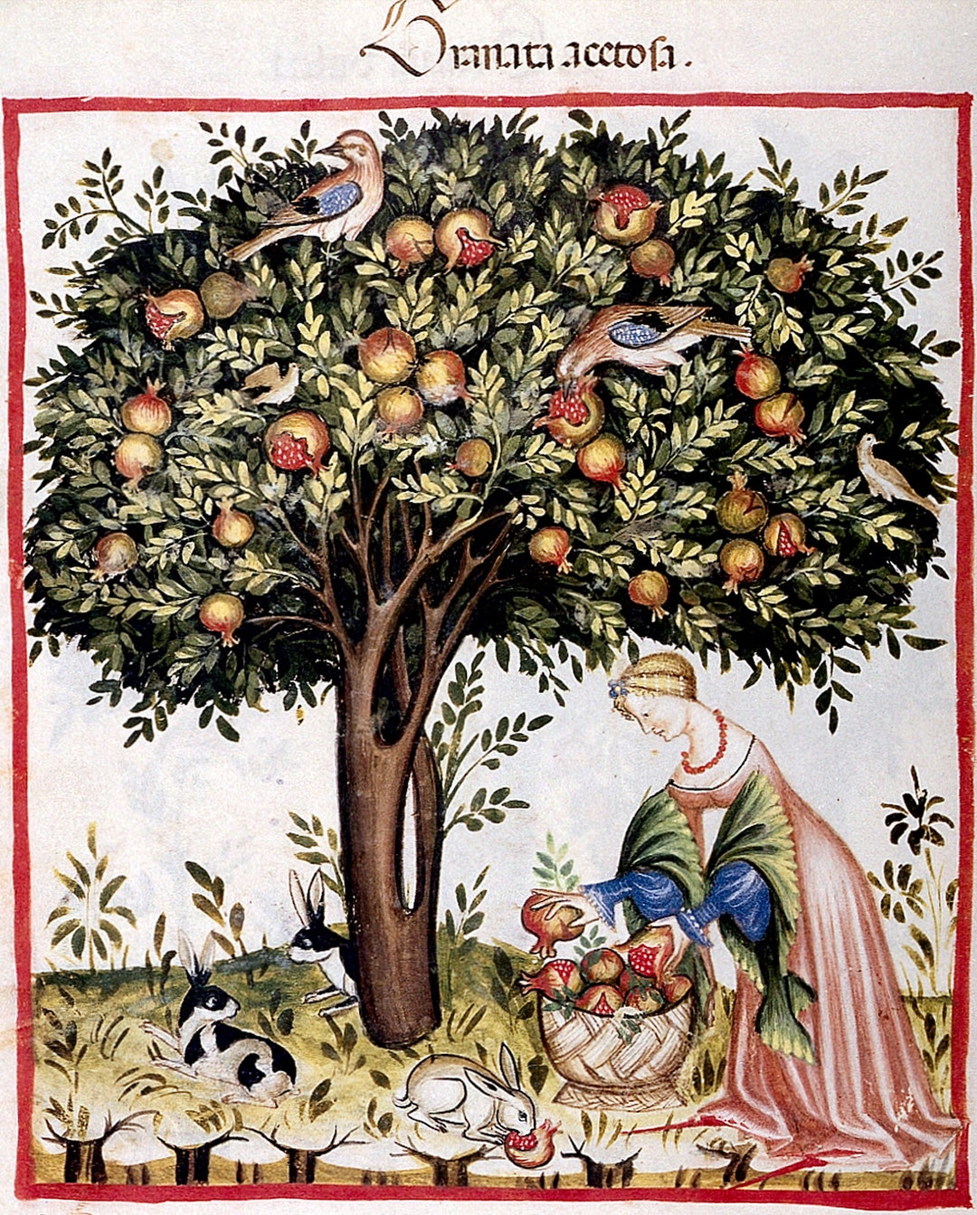 Pomegranate Tree Medieval Print, Tacuinum Sanitatis, Vintage Medical ...