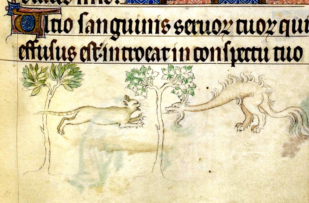 Cat Vs Dragon Medieval Print, Line Art Gift, Home Decor, Bestiary ...