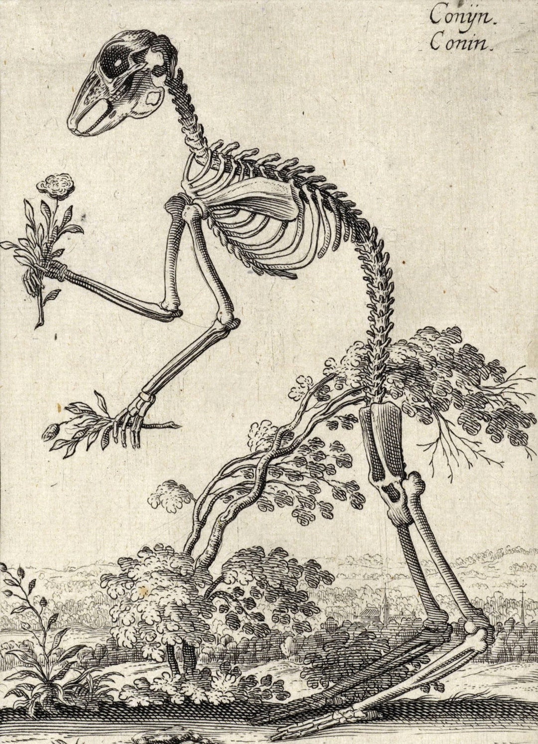 Rabbit Skeleton Renaissance Print, Bestiary, Zoology, Hendrik Hondius ...