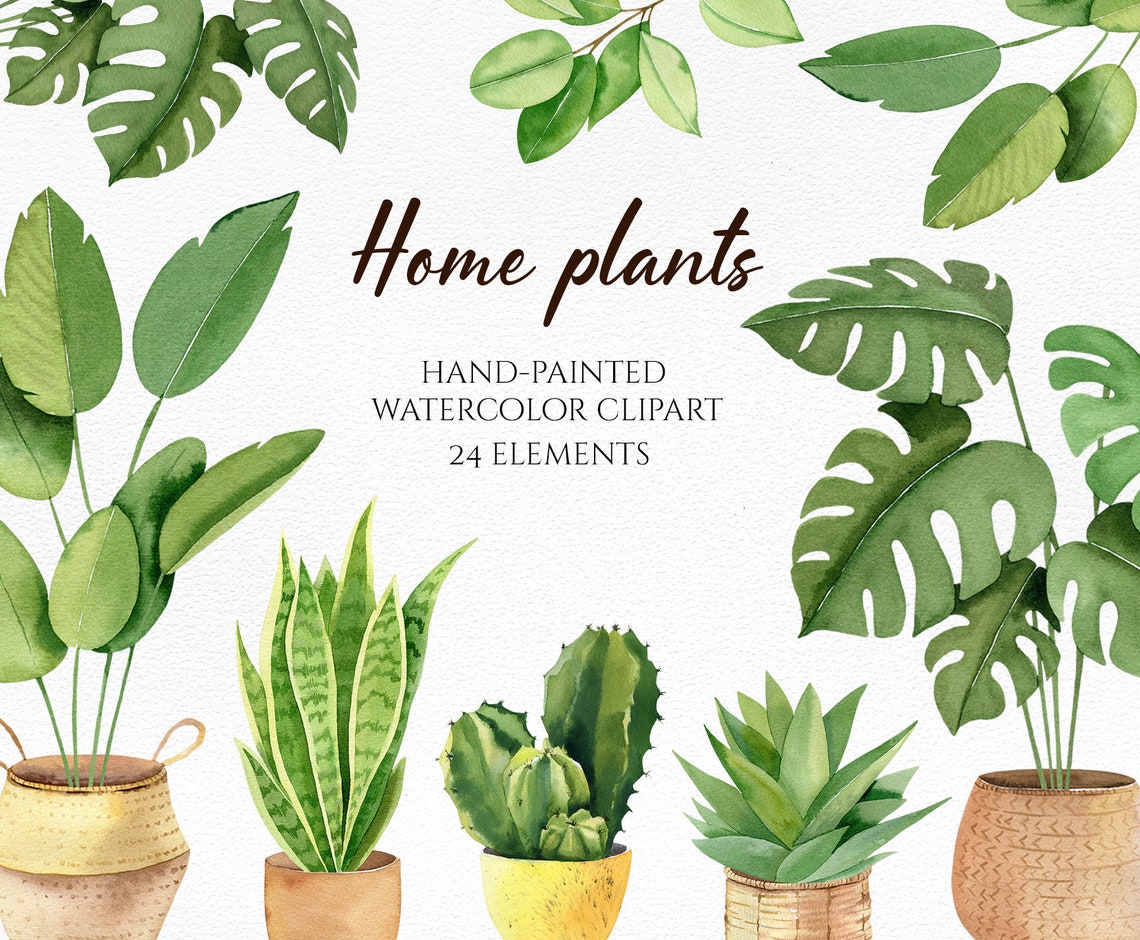 Boho House Plant Clipart and flower pot png Watercolor Indoor | Etsy