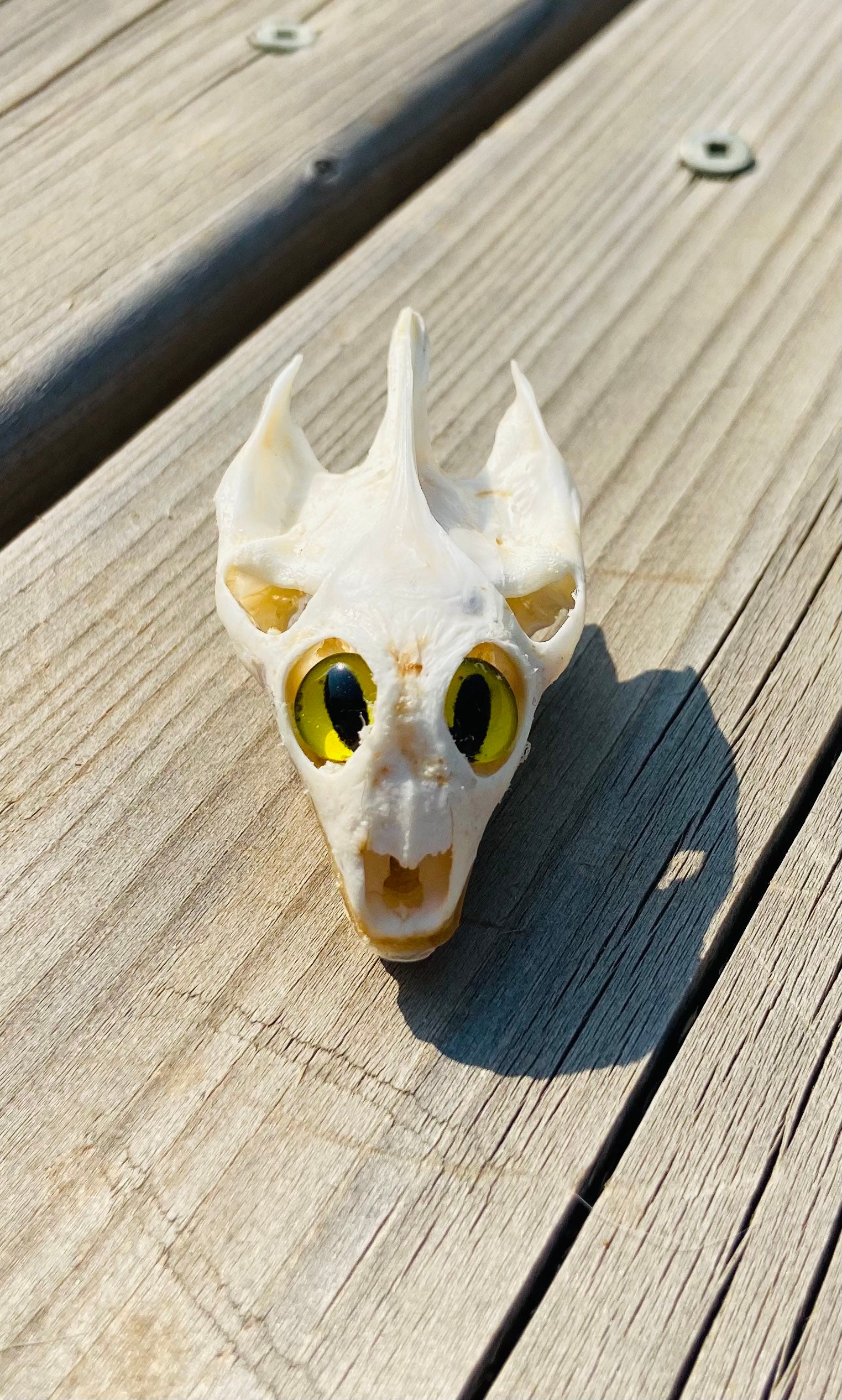Home Décor Silly Dragon Eyed Turtle Skull/Real Turtle Skull/Taxidermy ...