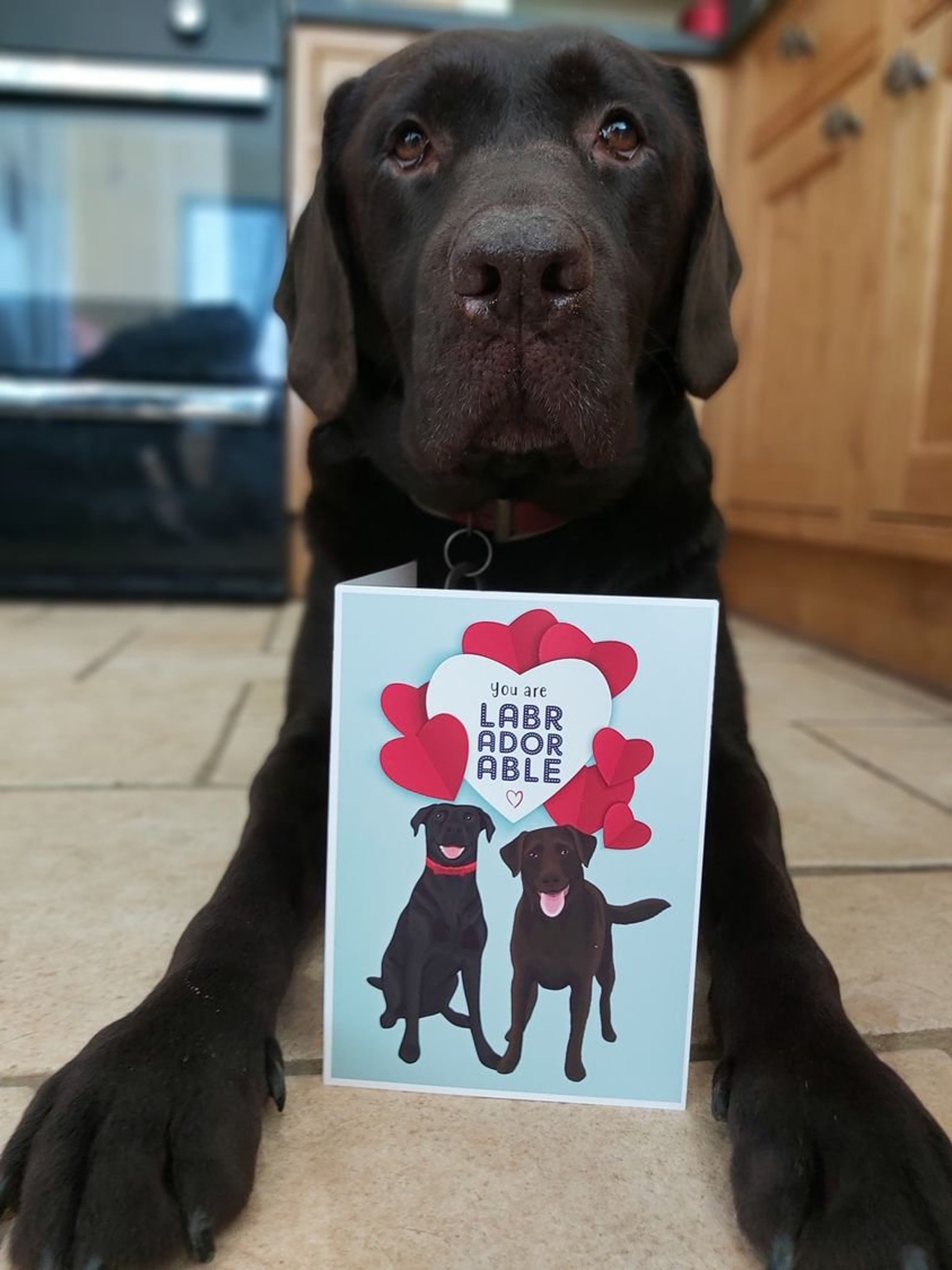 Labrador Anniversary Card / Funny Pet Dog Card for Him / Card | Etsy