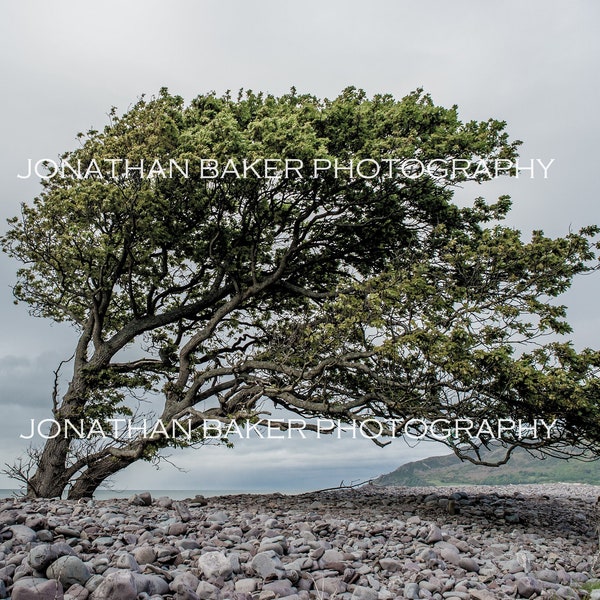 Windswept Tree - Etsy