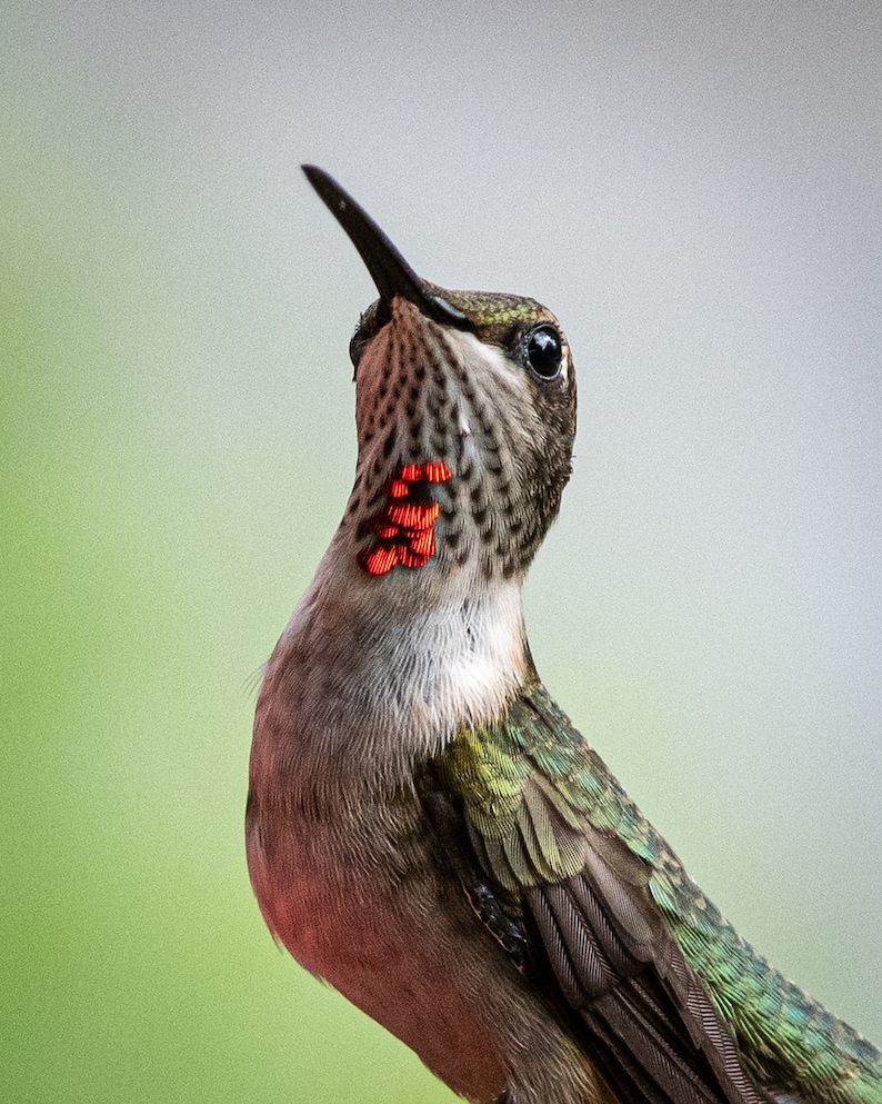 Ruby Throated Hummingbird Young Male - Etsy