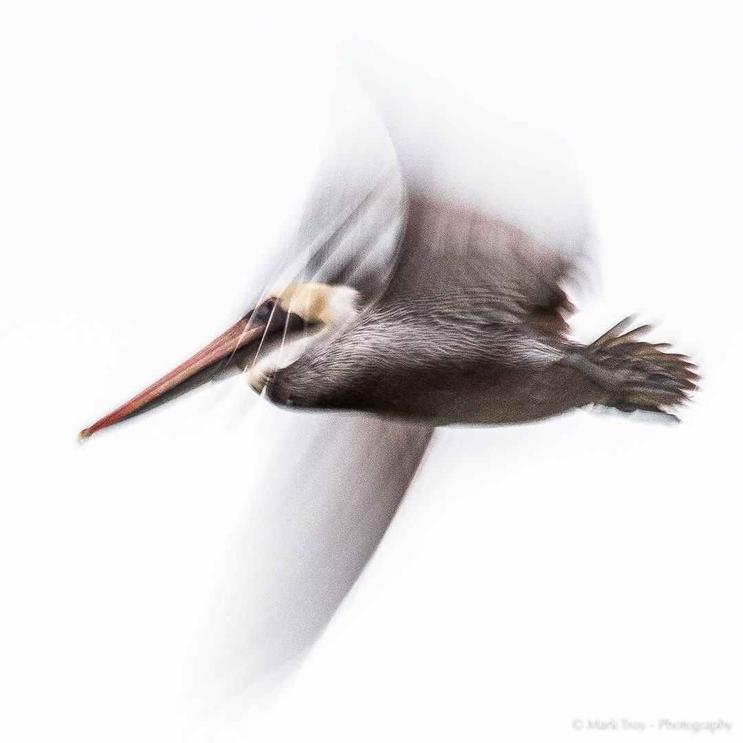 Pelican in Flight- Abstract Photo - Etsy