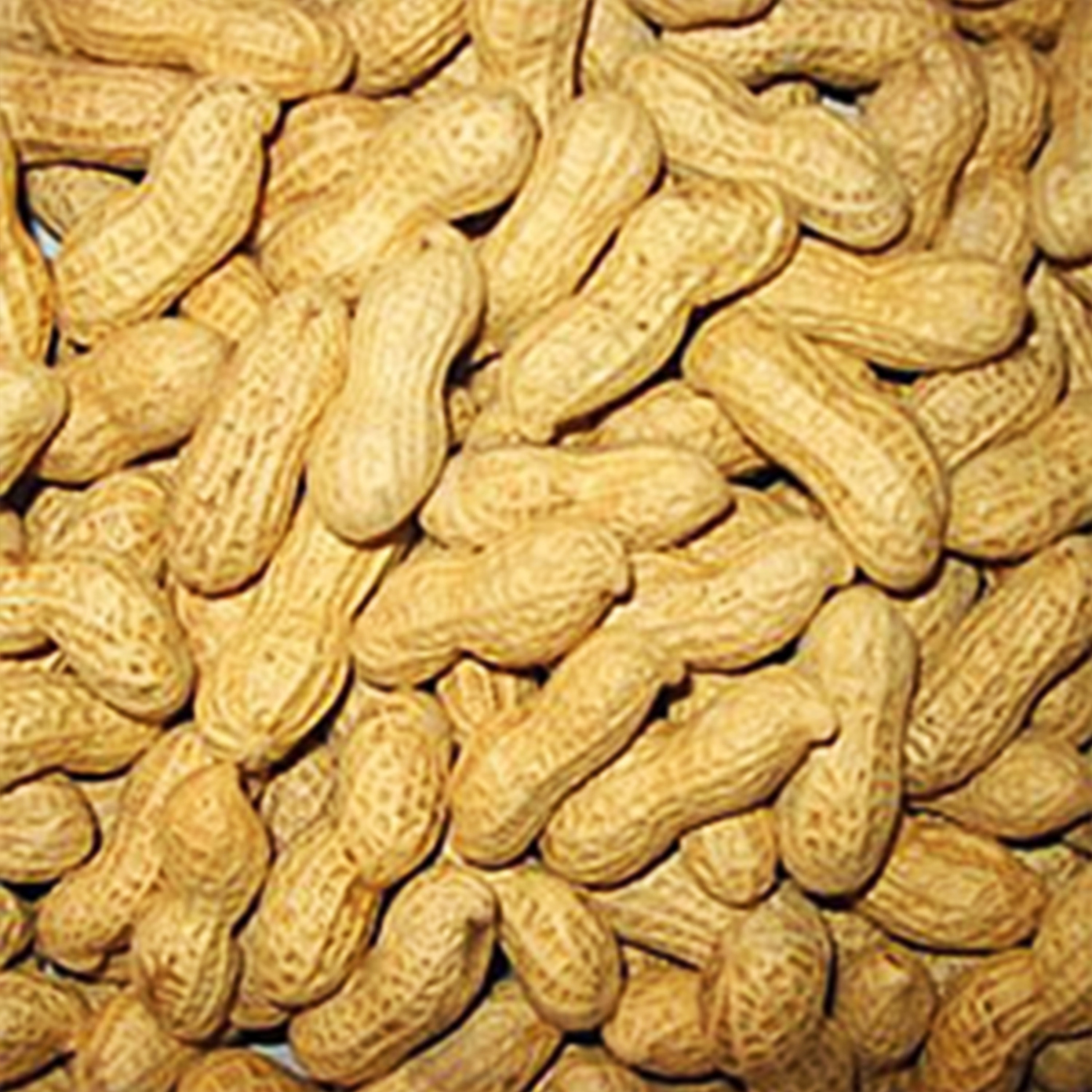 In-shell Peanuts (50lb.) - Etsy