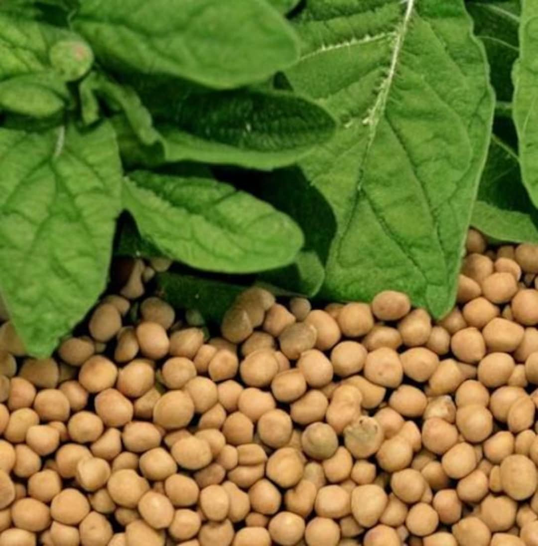 50 LB. IDEAL Soybeans for Animal Feed - High-quality Non-gmo Soybeans ...