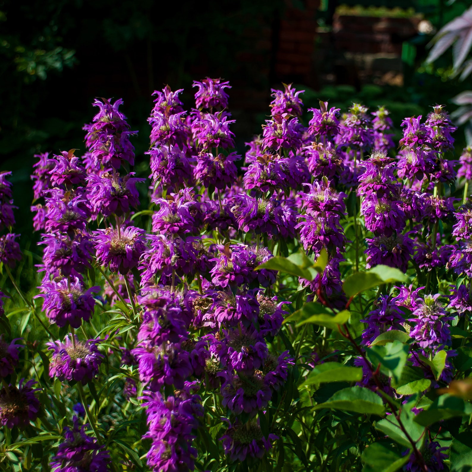 Monarda citriodora 1000 Seeds LEMON BEE BALM Herbs | Etsy Monarda citriodora 1000 Seeds LEMON BEE BALM Herbs | Etsy
