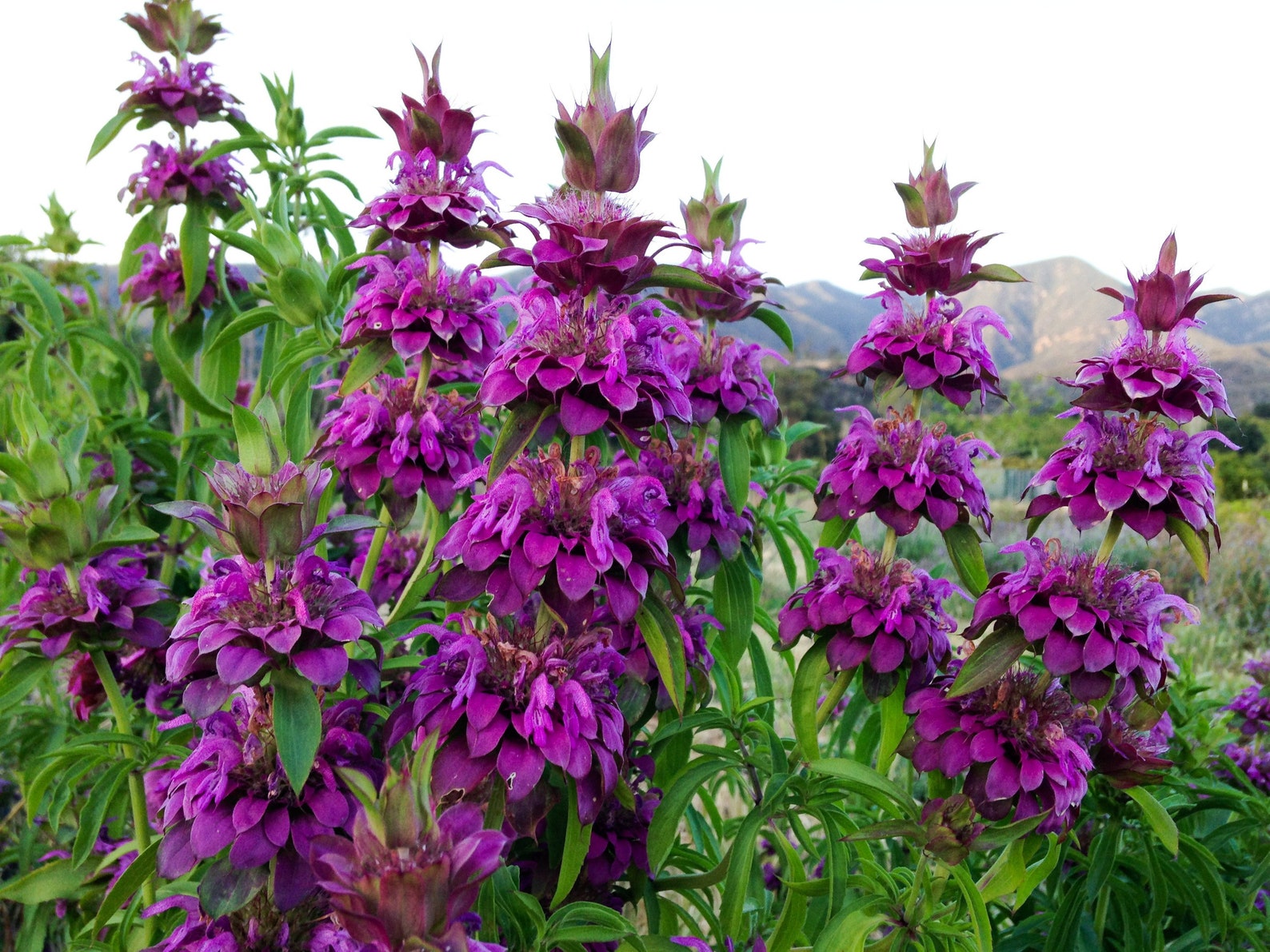 Monarda citriodora 1000 Seeds LEMON BEE BALM Herbs | Etsy Monarda citriodora 1000 Seeds LEMON BEE BALM Herbs | Etsy