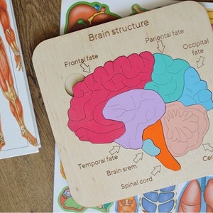 Human Brain Anatomy Structure, Brain Parts Matching Woden Board Game ...