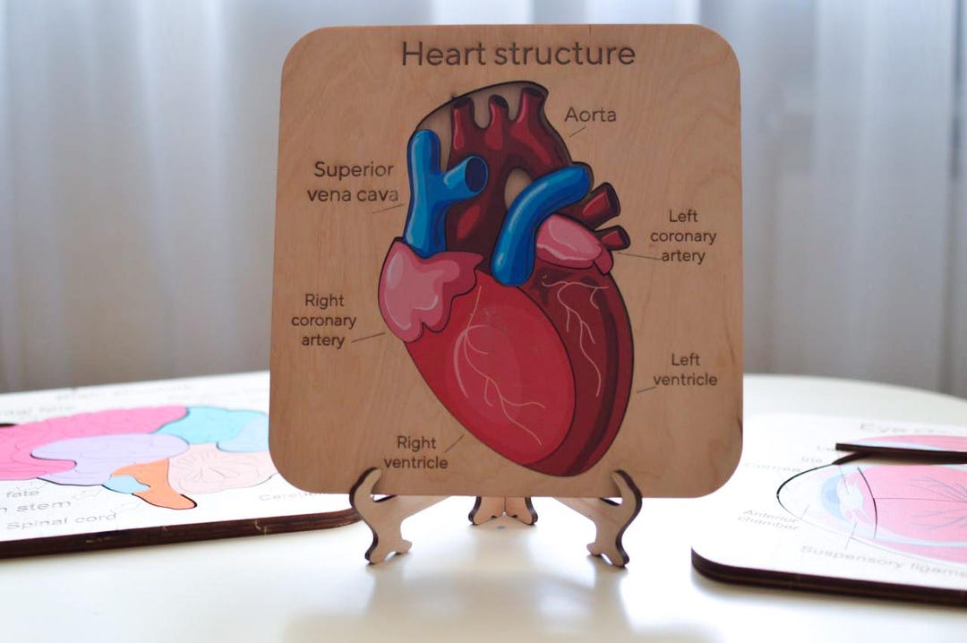 Heart Structure Woden Board Game for Toddler Game of the Tooth Anatomy ...