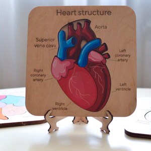 Human Brain Anatomy Structure, Brain Parts Matching Woden Board Game ...