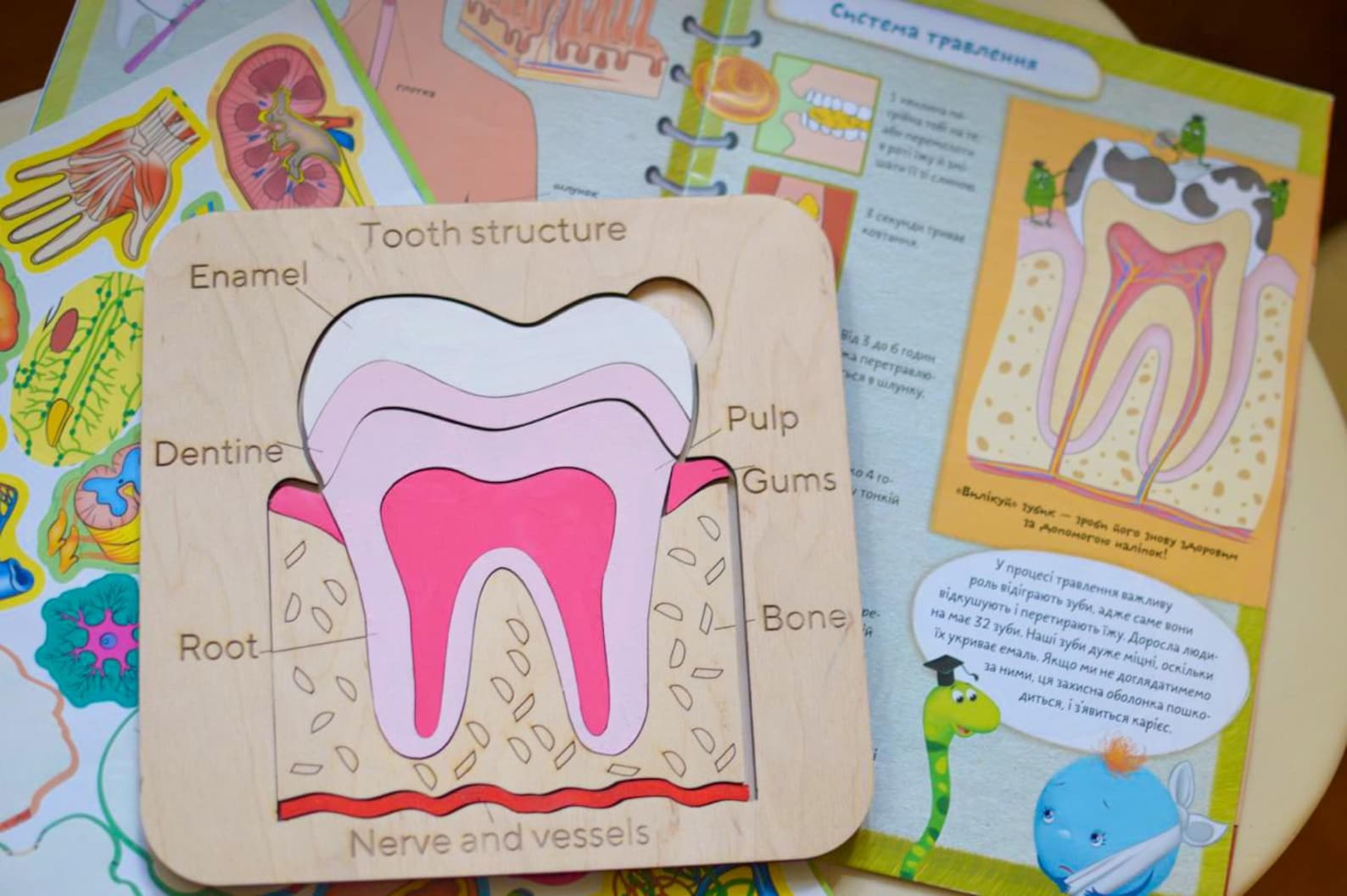 Tooth Structure Woden Board Game for Toddler Game of the Tooth Anatomy ...
