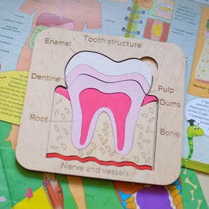 Tooth Structure Woden Board Game for Toddler Game of the Tooth Anatomy ...