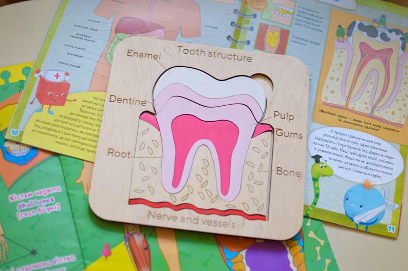 Tooth Structure Woden Board Game for Toddler Game of the Tooth Anatomy ...