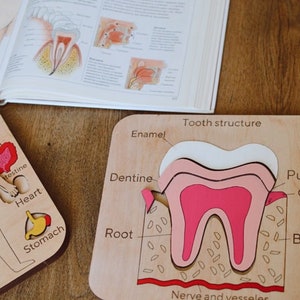 Tooth Structure Woden Board Game for Toddler Game of the Tooth Anatomy ...