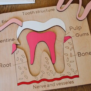 Tooth Structure Woden Board Game for Toddler Game of the Tooth Anatomy ...