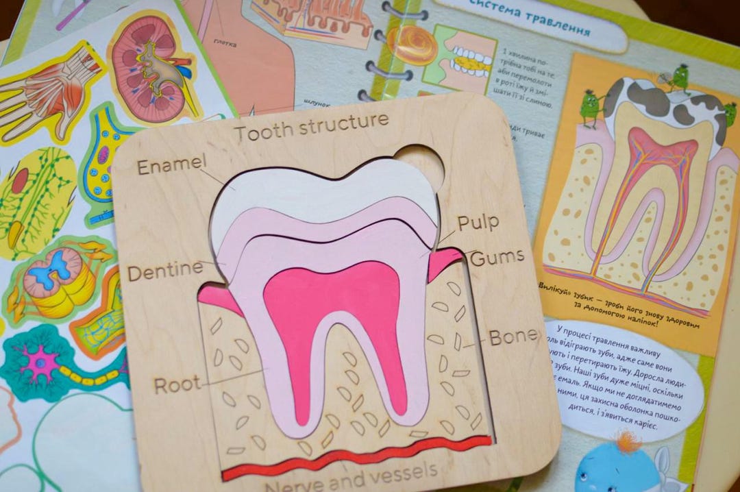Tooth Structure Woden Board Game for Toddler Game of the Tooth Anatomy ...