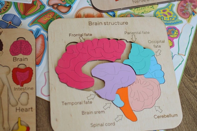 Human Brain Anatomy Structure, Brain Parts Matching Woden Board Game ...