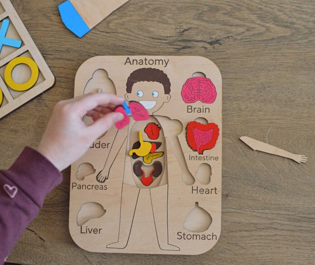 Human Body Wooden Educational Internal Organs Montessori Anatomy Game ...