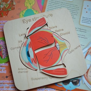 Tooth Structure Woden Board Game for Toddler Game of the Tooth Anatomy ...