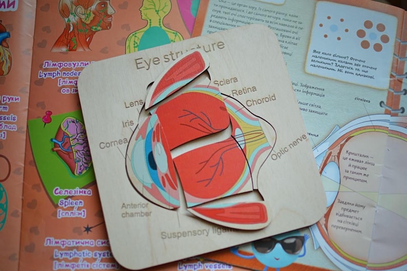 Tooth Structure Woden Board Game for Toddler Game of the Tooth Anatomy ...