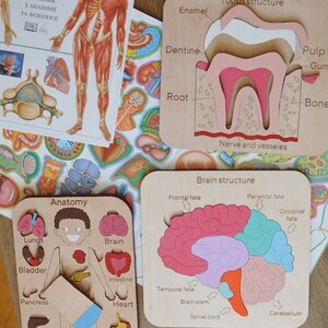 Tooth Structure Woden Board Game for Toddler Game of the Tooth Anatomy ...