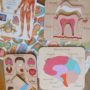 Human Brain Anatomy Structure, Brain Parts Matching Woden Board Game ...