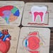 Tooth Structure Woden Board Game for Toddler Game of the Tooth Anatomy ...