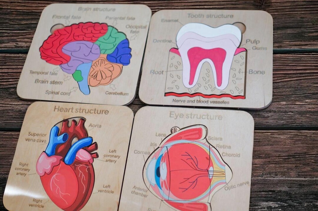 Heart Structure Woden Board Game for Toddler Game of the Tooth Anatomy ...
