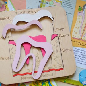 Tooth Structure Woden Board Game for Toddler Game of the Tooth Anatomy ...