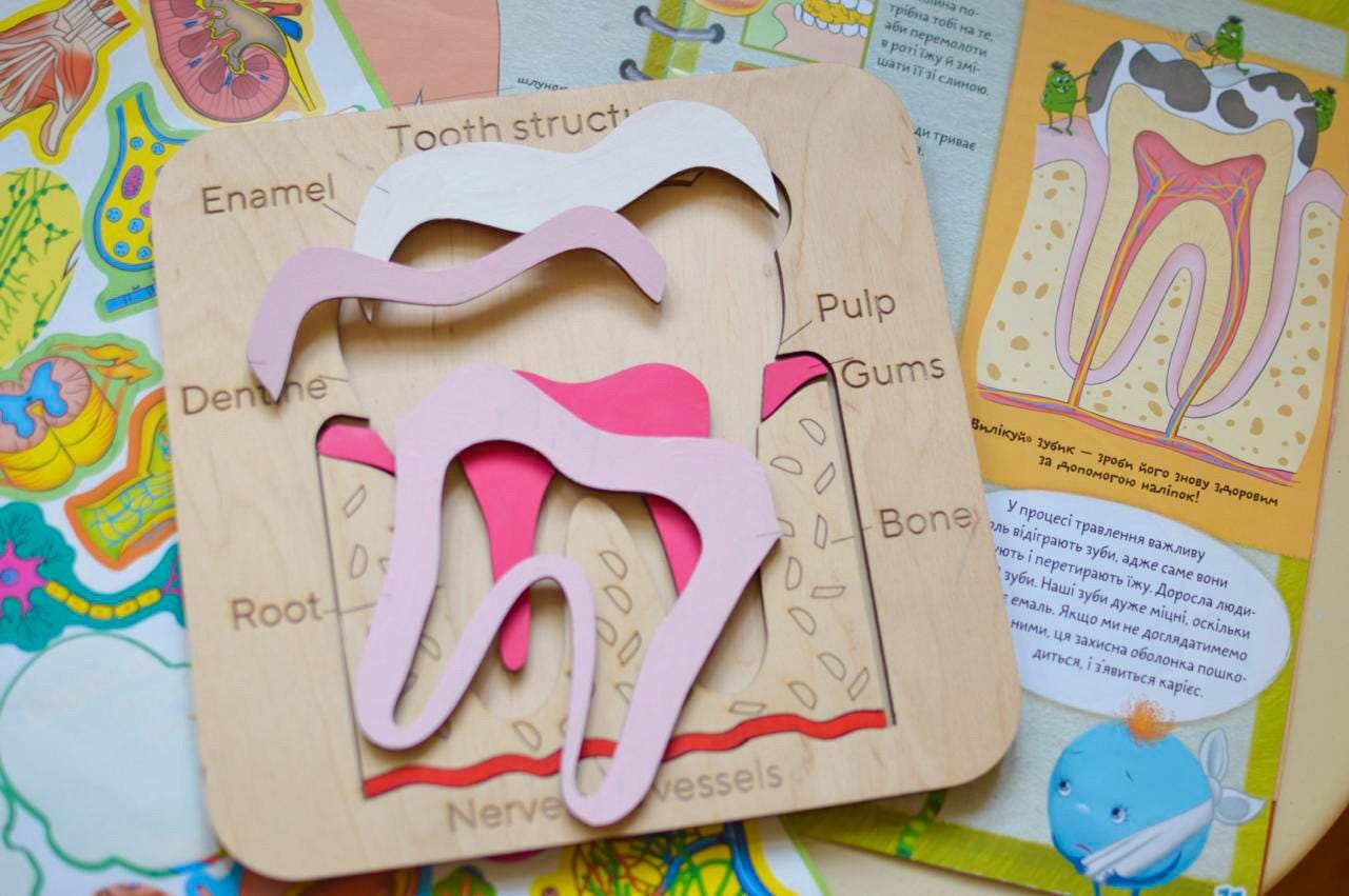 Tooth Structure Woden Board Game for Toddler Game of the Tooth Anatomy ...
