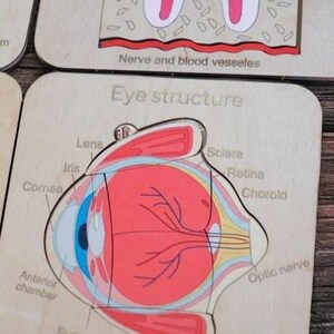 Human Brain Anatomy Structure, Brain Parts Matching Woden Board Game ...