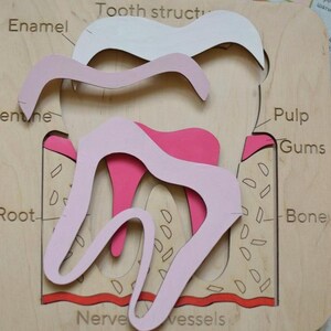 Tooth Structure Woden Board Game for Toddler Game of the Tooth Anatomy ...