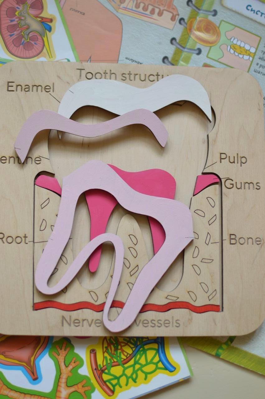 Tooth Structure Woden Board Game for Toddler Game of the Tooth Anatomy ...
