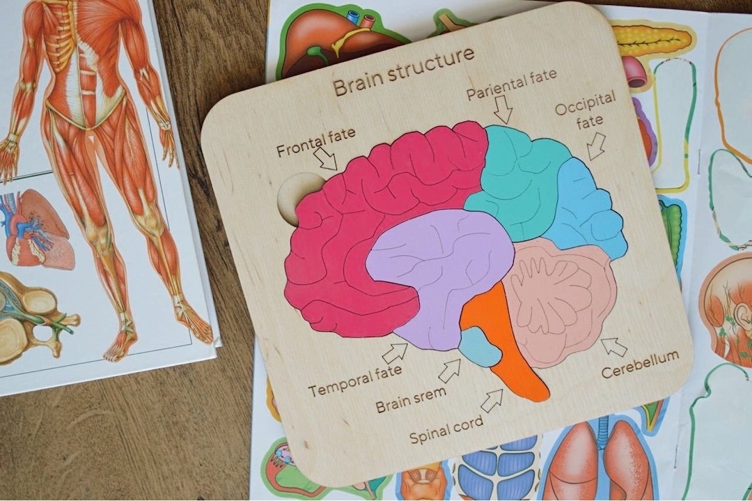 Human Brain Anatomy Structure, Brain Parts Matching Woden Board Game ...
