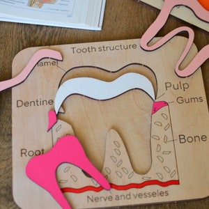 Tooth Structure Woden Board Game for Toddler Game of the Tooth Anatomy ...