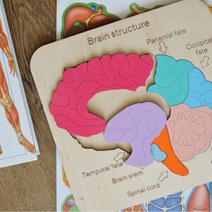 Human Brain Anatomy Structure, Brain Parts Matching Woden Board Game ...