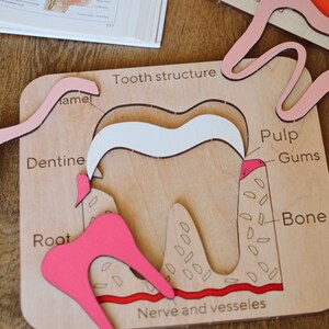 Human Brain Anatomy Structure, Brain Parts Matching Woden Board Game ...
