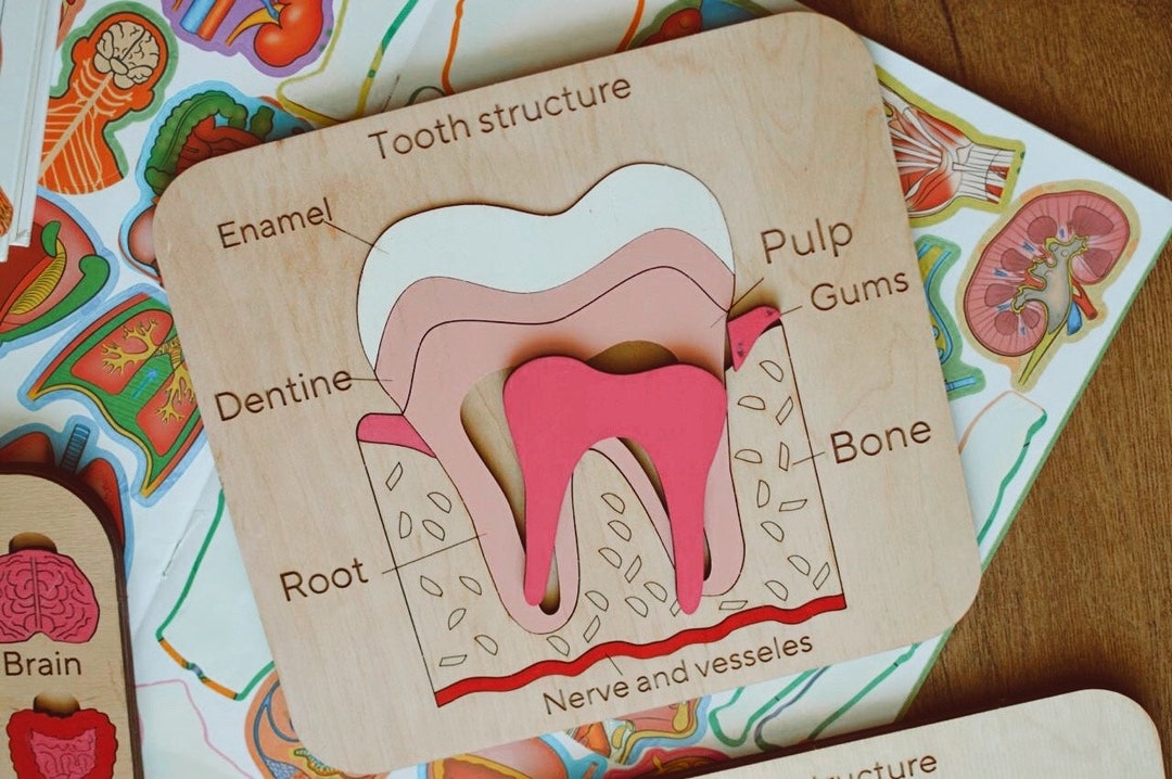 Tooth Structure Woden Board Game for Toddler Game of the Tooth Anatomy ...